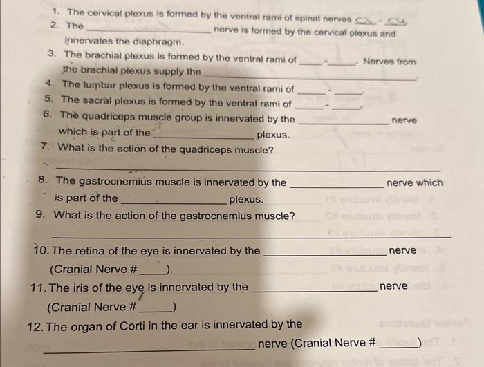 Solved 1. The cervical plexus is formed by the ventral rami | Chegg.com
