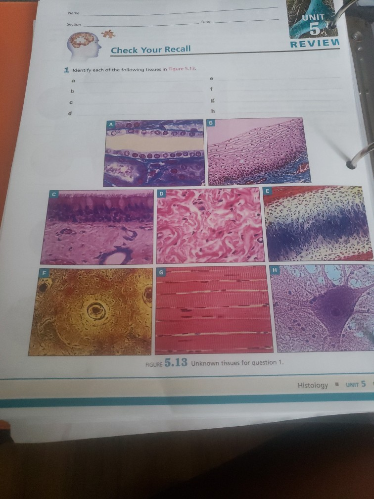 Solved Name UNIT Date Section REVIEW Check Your Recall 1 | Chegg.com