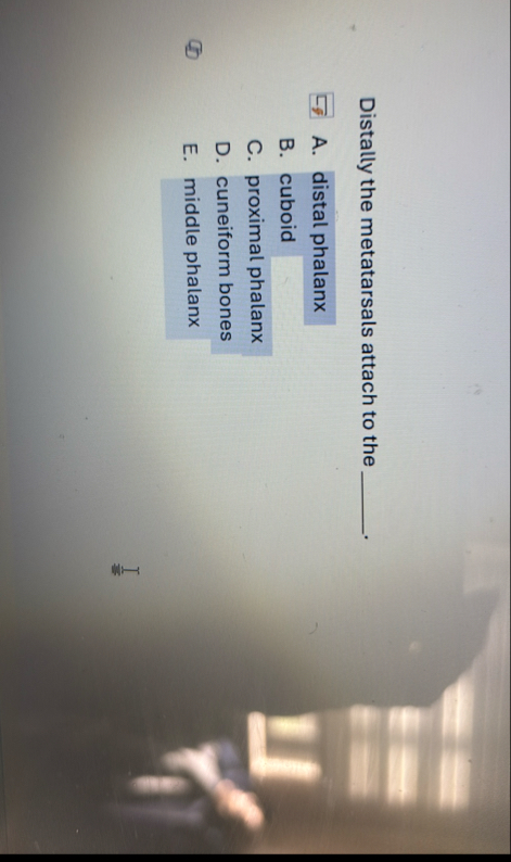 Solved Distally the metatarsals attach to the A. ﻿distal | Chegg.com