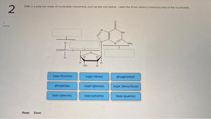 Solved DNA is a polymer made of nucleotide monomers, such as | Chegg.com