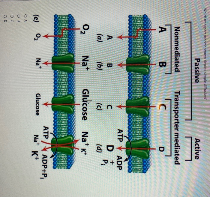 Solved Which transport process shown depicts simple | Chegg.com