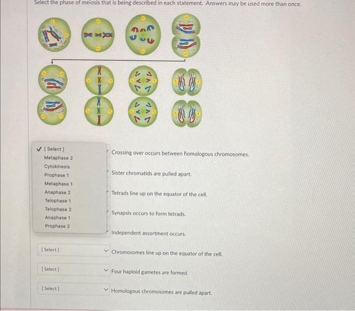 Solved [Select] Metaphase 2 Crossing over occurs between | Chegg.com