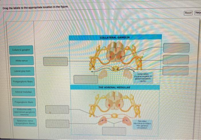 Solved Drag the labels to the appropriate location in the | Chegg.com