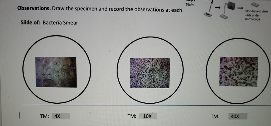 Solved Describe the images at each objective lens and how | Chegg.com