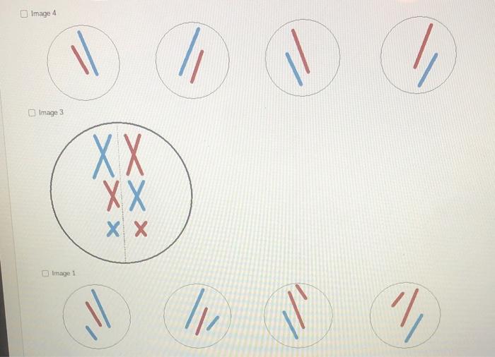 Solved Using the cell pictured below, take this diploid cell | Chegg.com