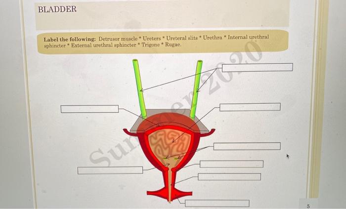 Solved BLADDER Label the following: Detrusor muscle * | Chegg.com