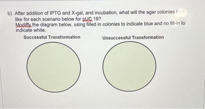 Solved b) After addition of IPTG and X-gal, and incubation, | Chegg.com