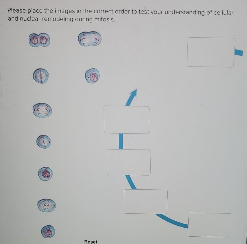 Solved To test your understanding of phagocytosis, please | Chegg.com