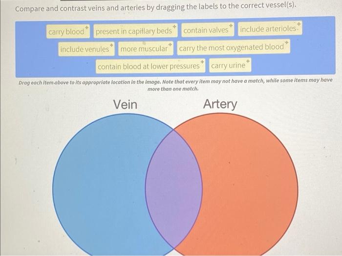Solved Compare and contrast veins and arteries by dragging | Chegg.com