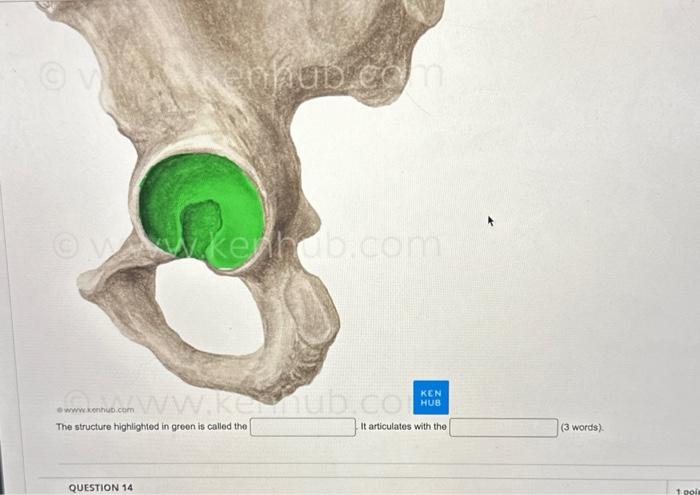 Solved The structure highlighted in green is called the It | Chegg.com