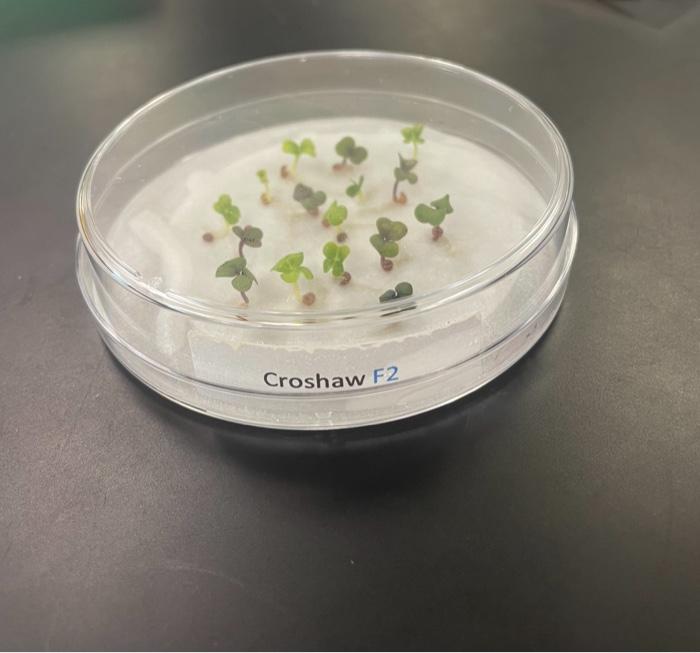 Solved Genetics Lab, below there is pictures of Croshaw F1, | Chegg.com