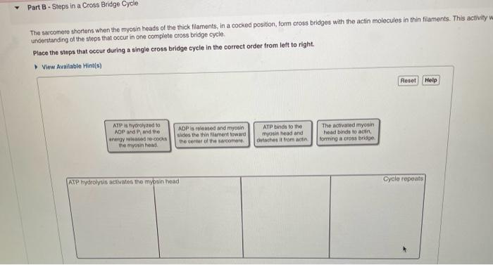 Solved Arrange the steps of the contraction cycle in the | Chegg.com