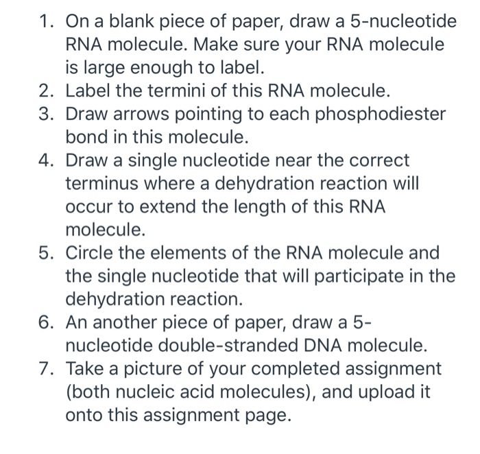 Solved 1. On a blank piece of paper, draw a 5-nucleotide RNA | Chegg.com