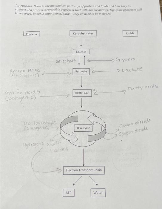 Solved Instructions: Draw in the metabolism pathways of | Chegg.com