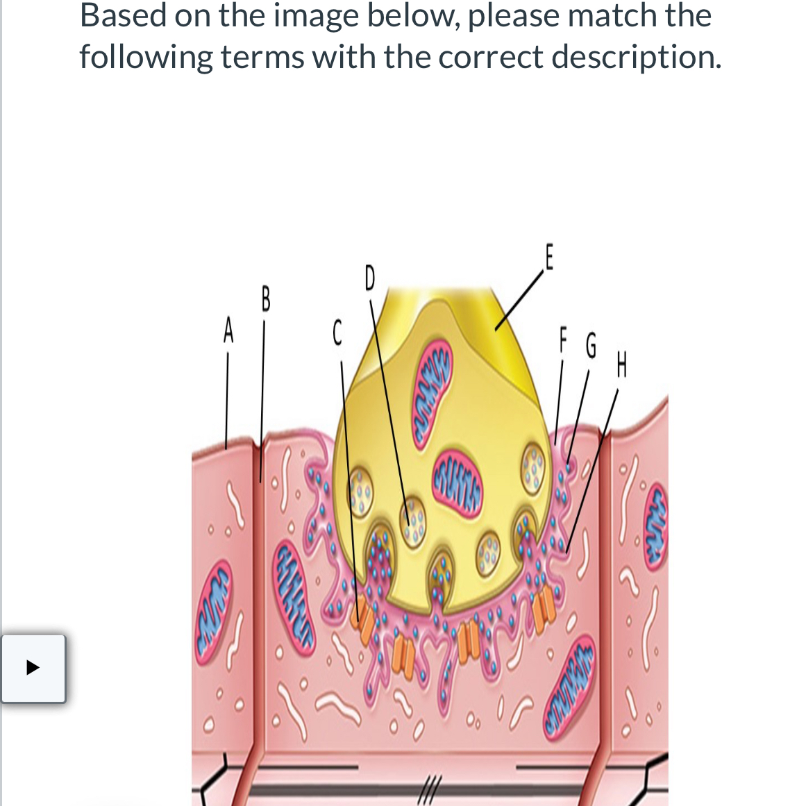 Solved Based on the image below, please match the following | Chegg.com Solved Based on the image below, please match the following | Chegg.com
