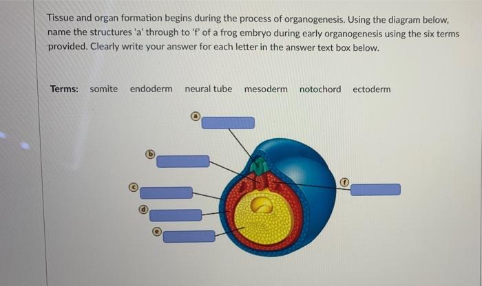 [Solved]: Tissue and organ formation begins during the proc