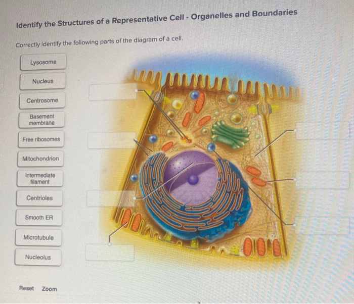 Solved Identify the Structures of a Representative Cell - | Chegg.com