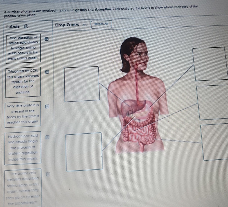 Solved A number of organs are Imvolved In proteln digestion | Chegg.com