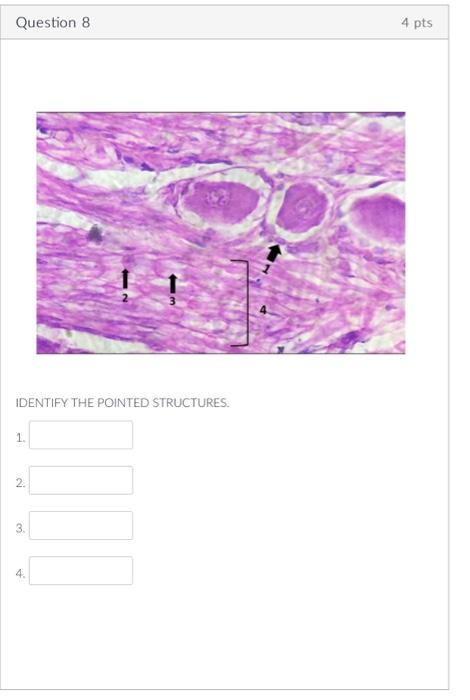 Solved D Question 1 7 pts IDENTIFY THE POINTED STRUCTURES 1 | Chegg.com