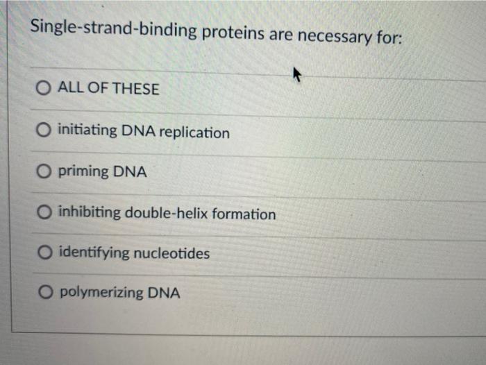 Solved Single-strand-binding proteins are necessary for: O | Chegg.com