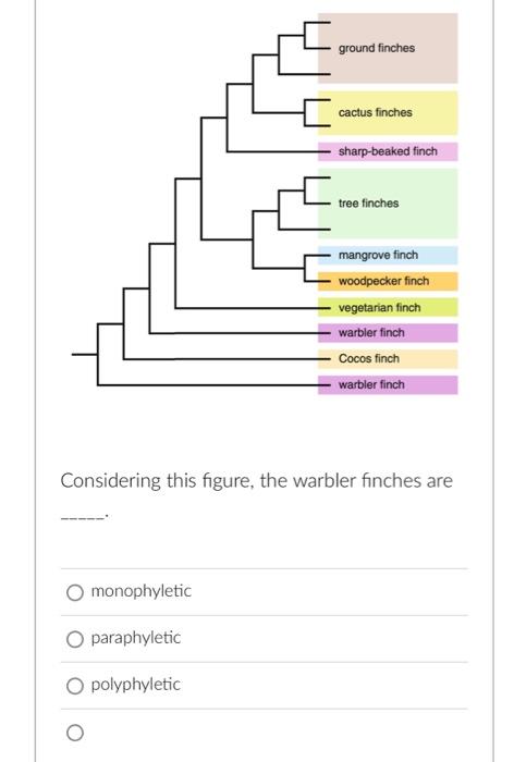 Solved Considering this figure, the warbler finches are | Chegg.com Solved Considering this figure, the warbler finches are | Chegg.com