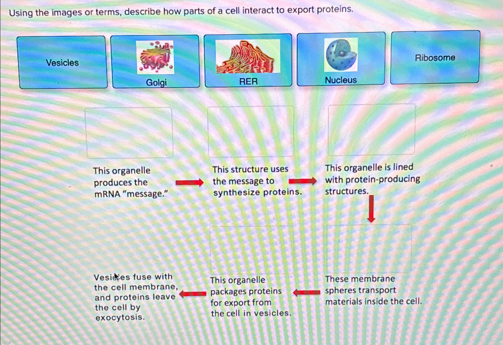 Solved Using the images or terms, describe how parts of a | Chegg.com