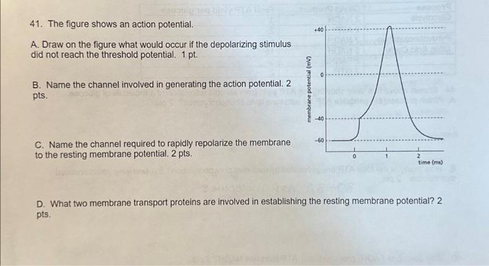 Solved 41. The figure shows an action potential. A. Draw on | Chegg.com