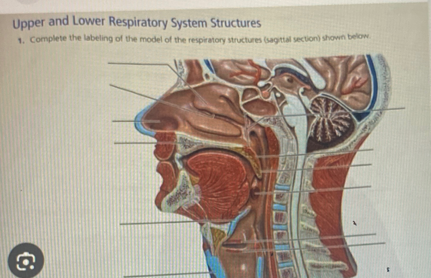 Solved Upper and Lower Respiratory System StructuresComplete | Chegg.com
