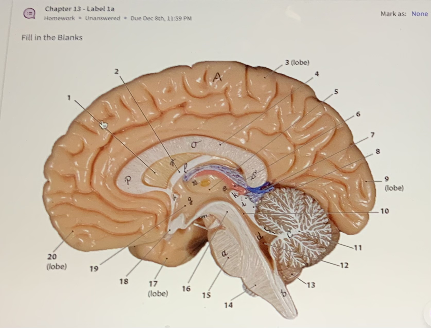 Solved Chapter 13 - ﻿Label 1aHomework - ﻿Unanswered - ﻿Due | Chegg.com