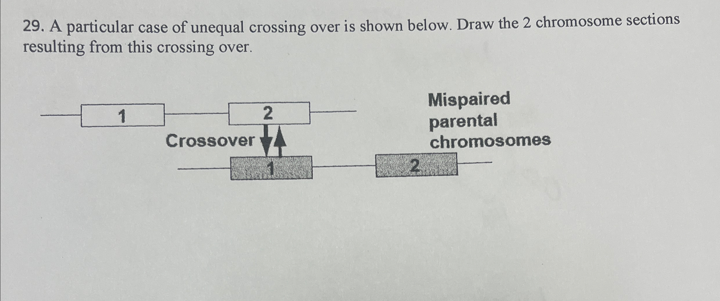 Solved A particular case of unequal crossing over is shown | Chegg.com
