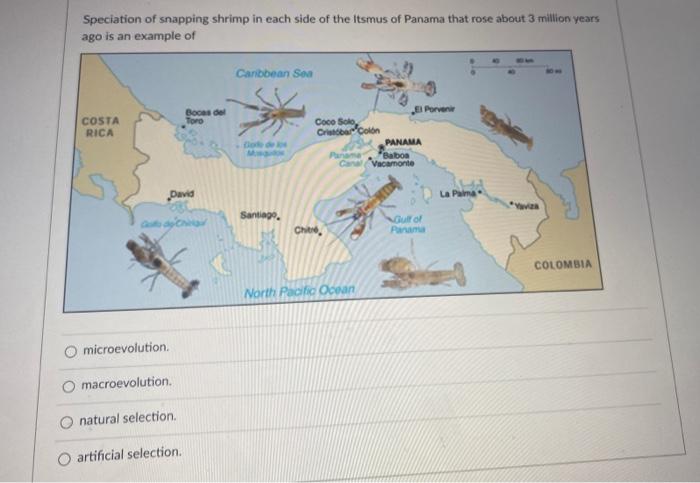 Solved Speciation of snapping shrimp in each side of the | Chegg.com