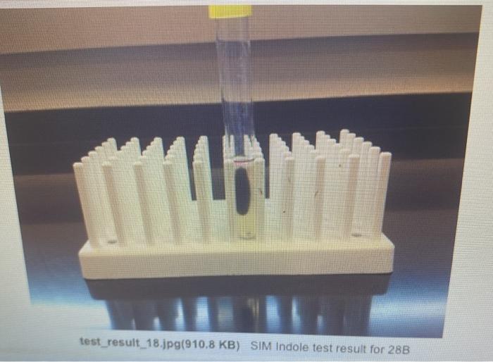 Solved Mami test_result_18.jpg(910,8 KB) SIM Indole test | Chegg.com