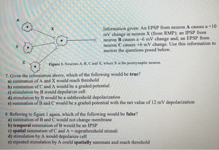 Solved Information given: An EPSP from neuron A causes a +10 | Chegg.com