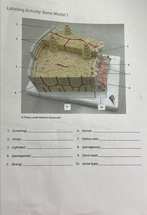 Solved Labeling Activity: Bone Model 1 OPhoto credit Melanie | Chegg.com