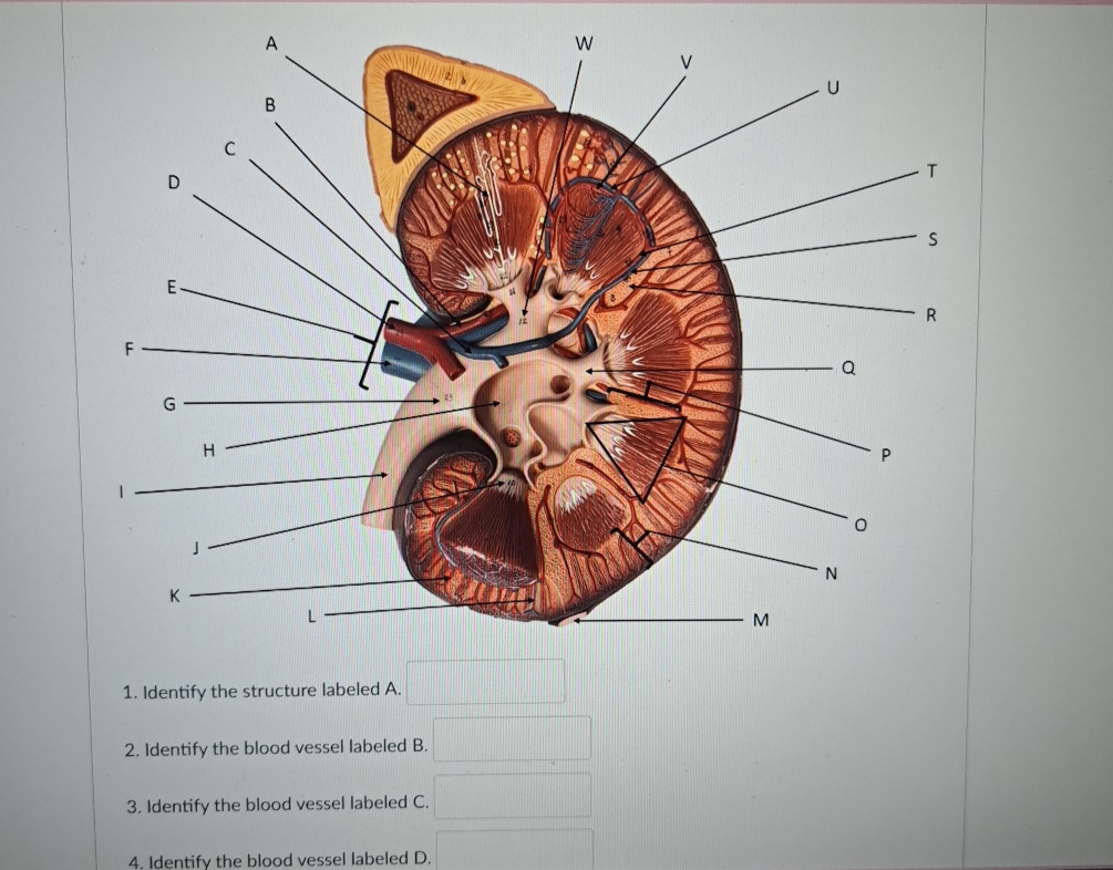 Solved Identify the structure labeled A.Identify the blood | Chegg.com
