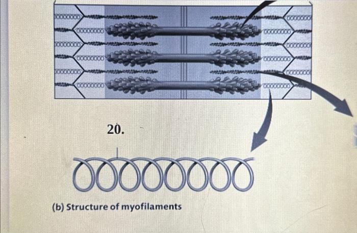 (b) Structure of myofilaments | Chegg.com