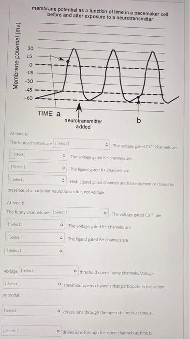 Solved membrane potential as a function of time in a | Chegg.com