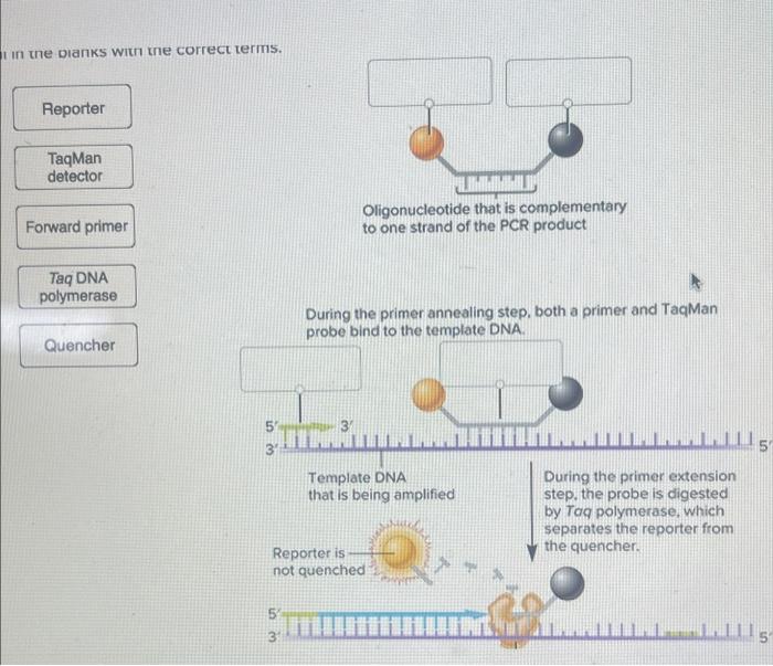 in the planks with the correct terms. Reporter TaqMan | Chegg.com