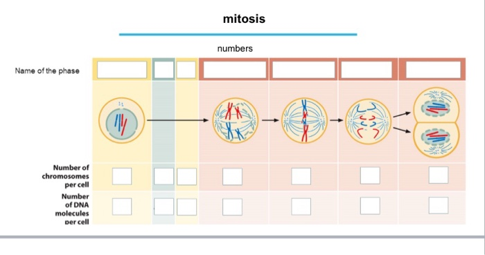 Solved mitosis numbers Name of the phase Number of | Chegg.com