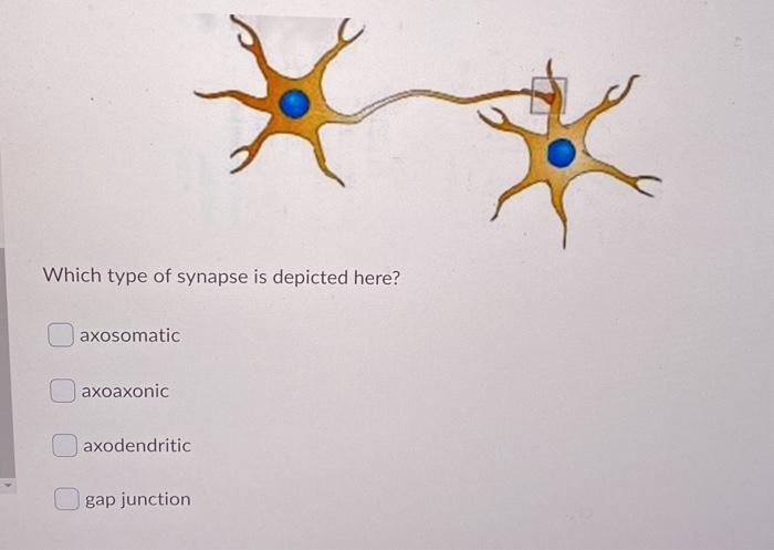 Solved Which type of synapse is depicted here? axosomatic | Chegg.com