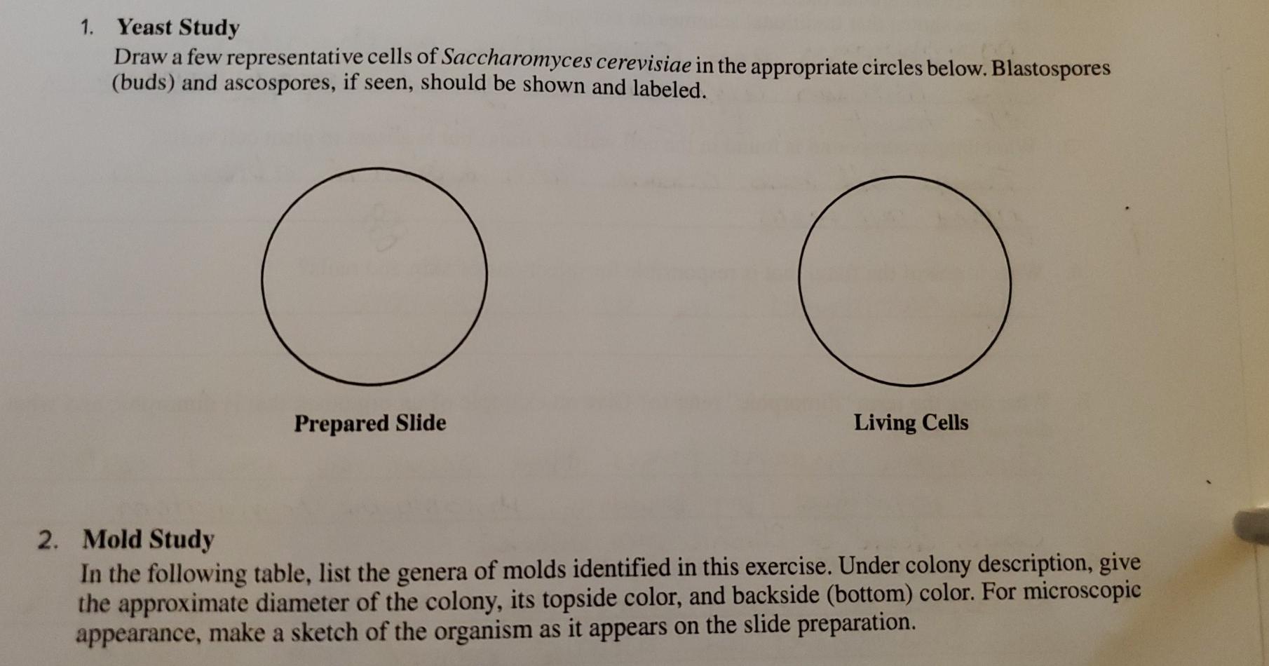 Solved 1. Yeast Study Draw a few representative cells of | Chegg.com