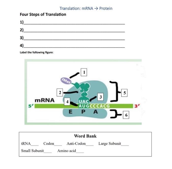 Solved RNA Processing: RNA → mRNA Three Steps Of mRNA | Chegg.com