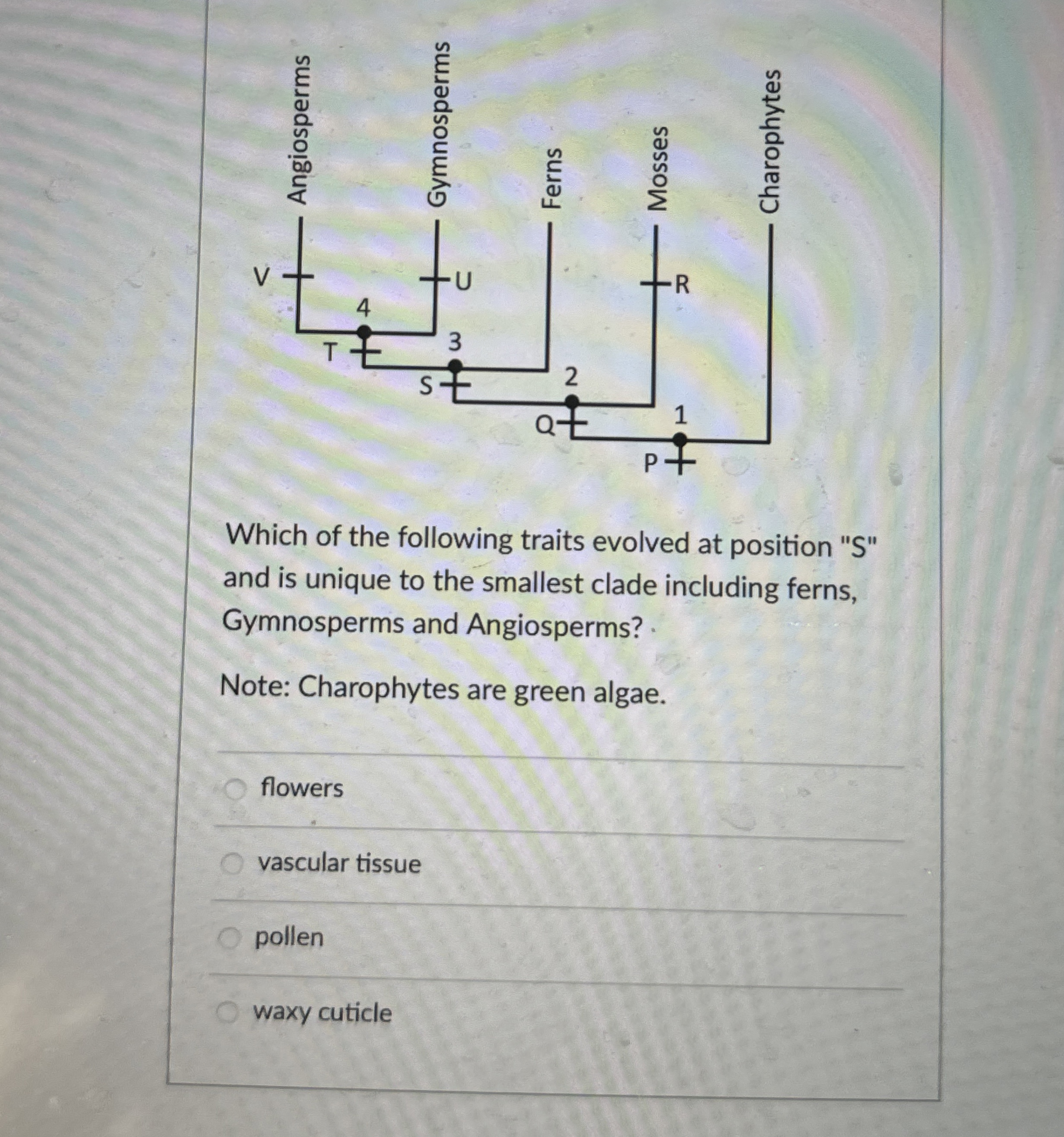 Solved Which of the following traits evolved at position "S" | Chegg.com