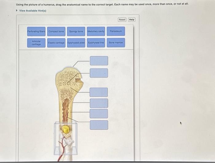 Solved Using the picture of a humerus, drag the anatomical | Chegg.com