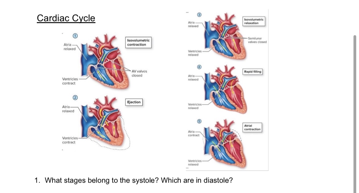 Solved Cardiac CycleWhat stages belong to the systole? Which | Chegg.com