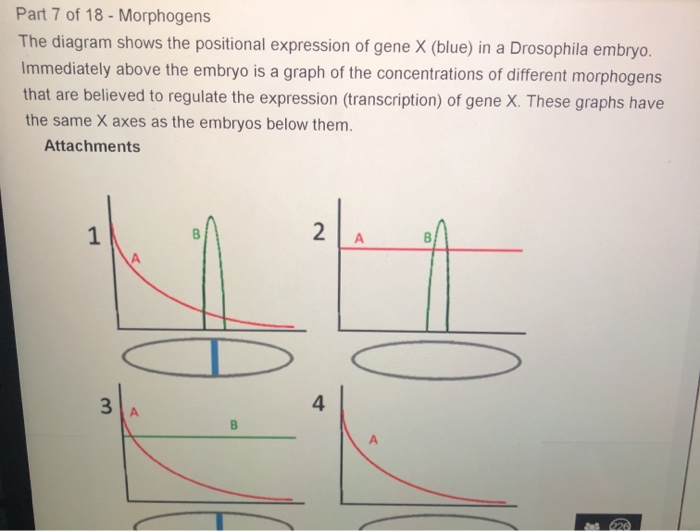 Solved Part 7 of 18 - Morphogens The diagram shows the | Chegg.com