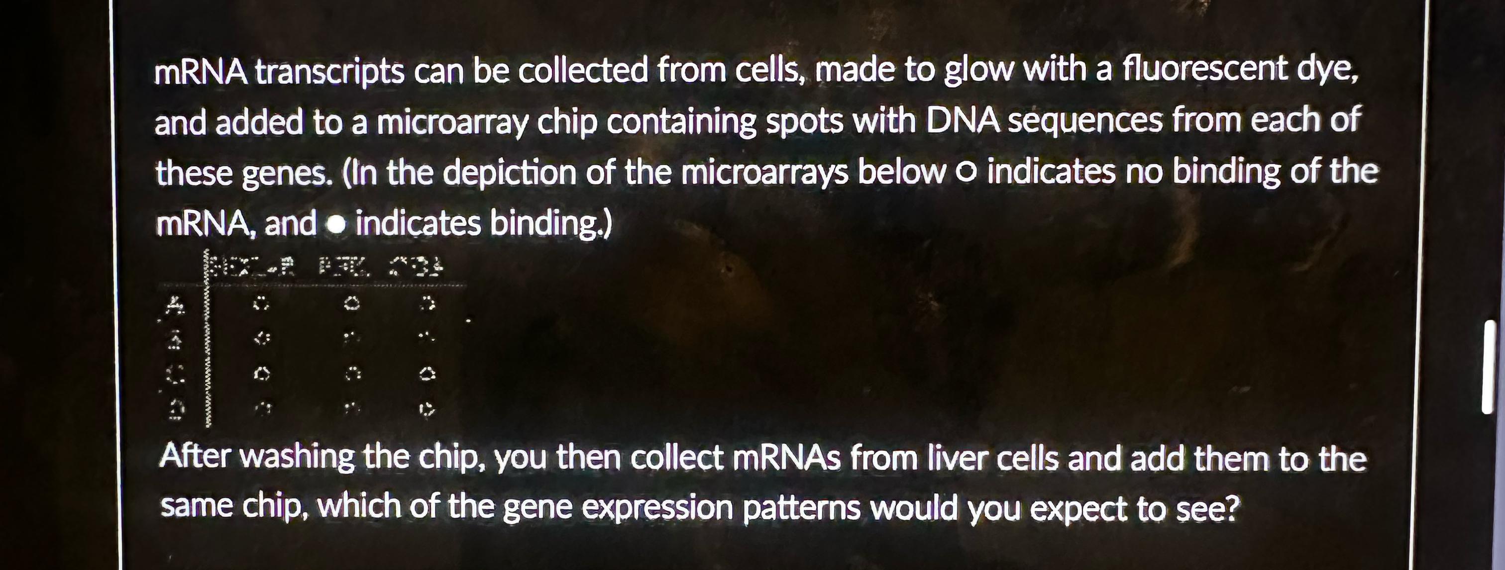 Solved mRNA transcripts can be collected from cells, made to | Chegg.com