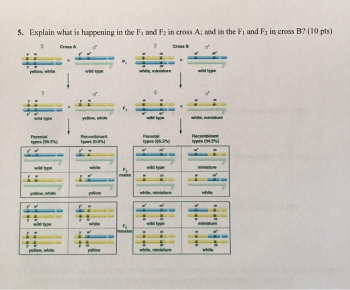 Solved 5. Explain what is happening in the F, and F2 in | Chegg.com