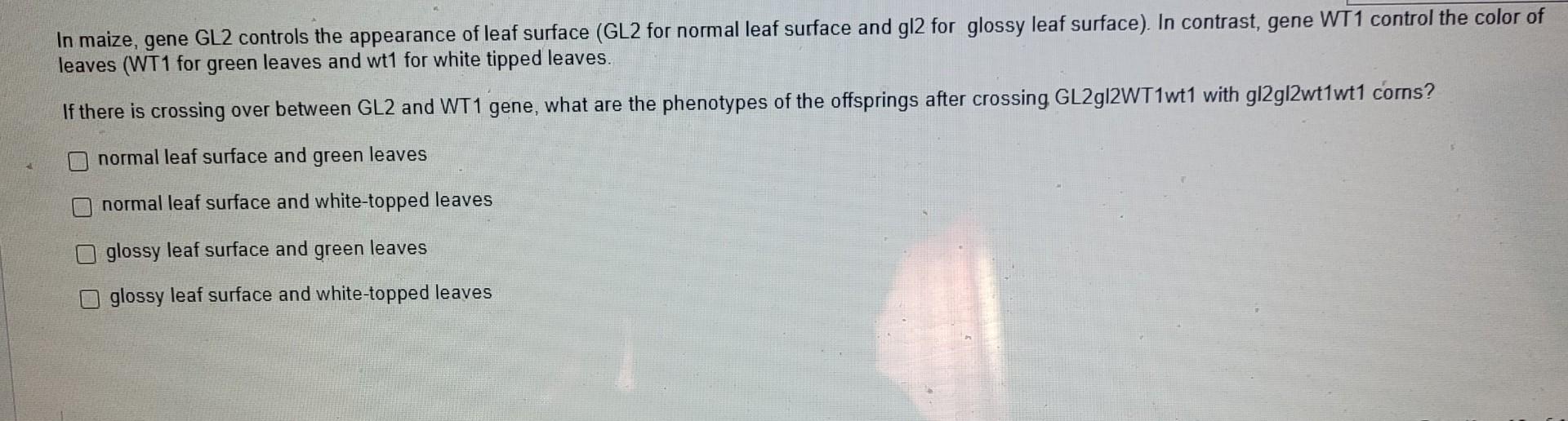 Solved In maize, gene GL2 controls the appearance of leaf | Chegg.com