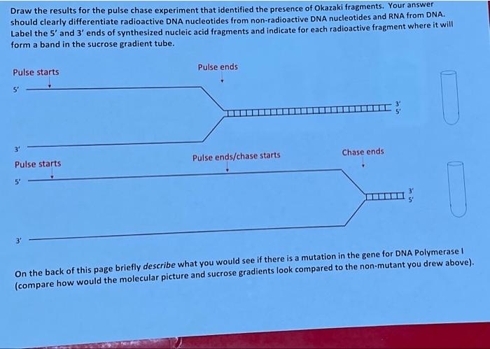 Solved Draw the results for the pulse chase experiment that | Chegg.com